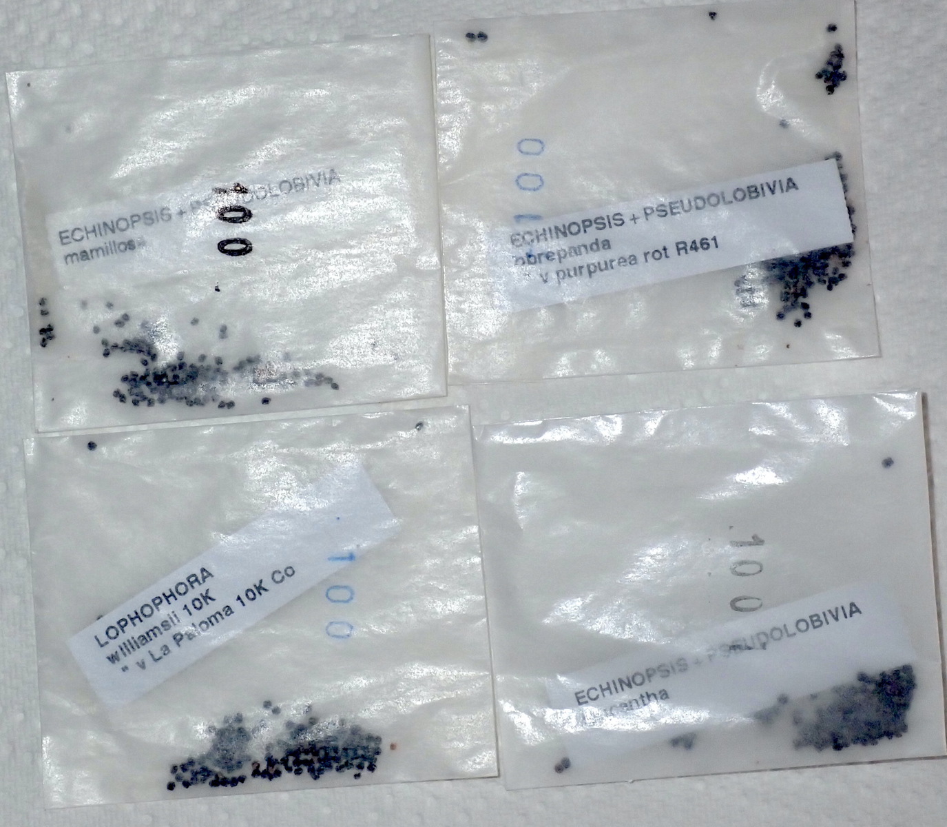 Starting Cacti seeds - Gardening - UK420