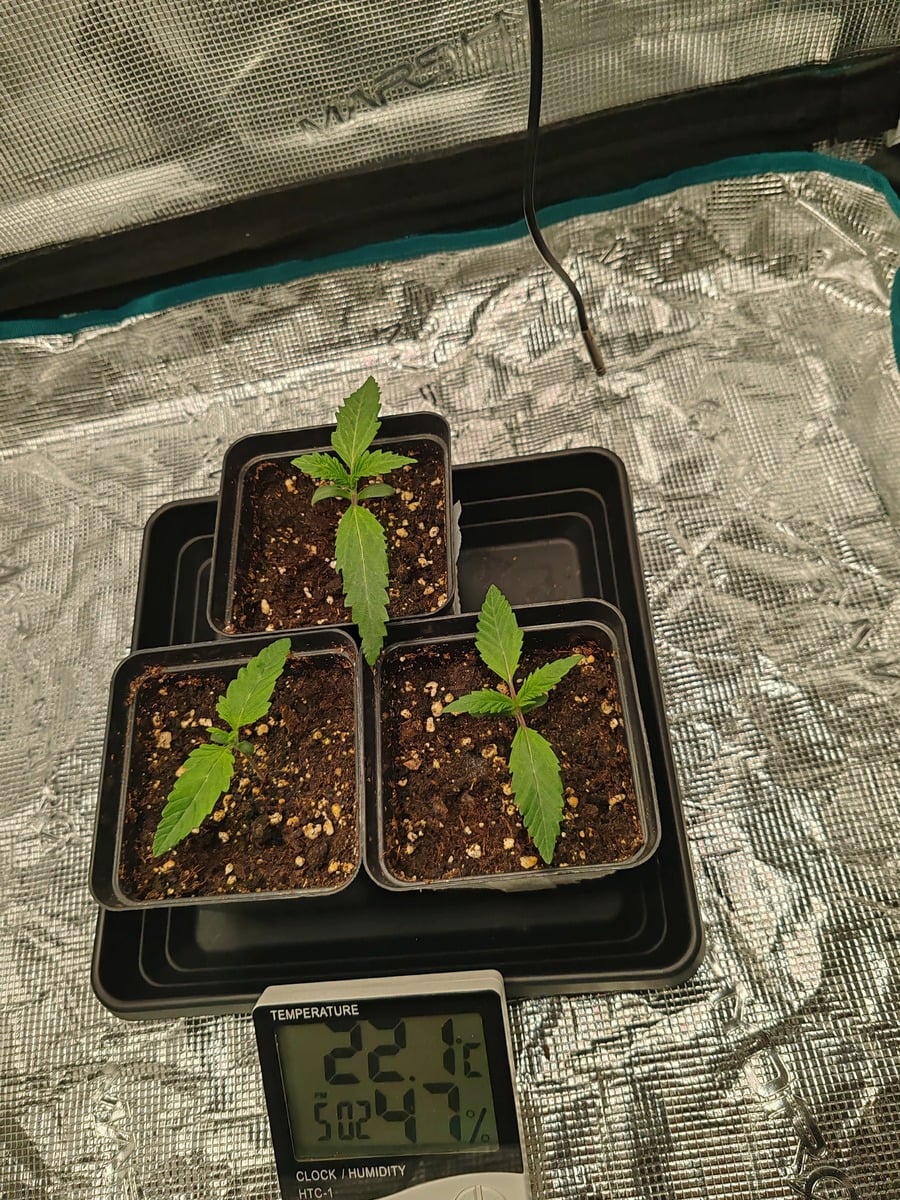 Meph-Heads - Auto Flowering - UK420