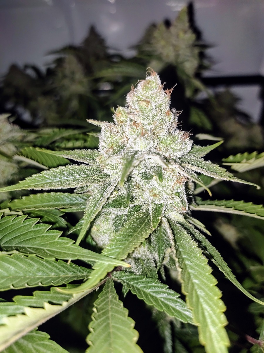 Malawi x PCK (Green PCK Pheno) - UK420