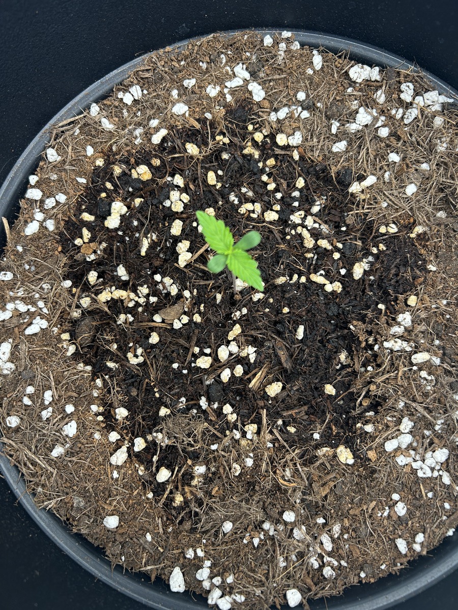 Is she ok? - Auto Flowering - UK420