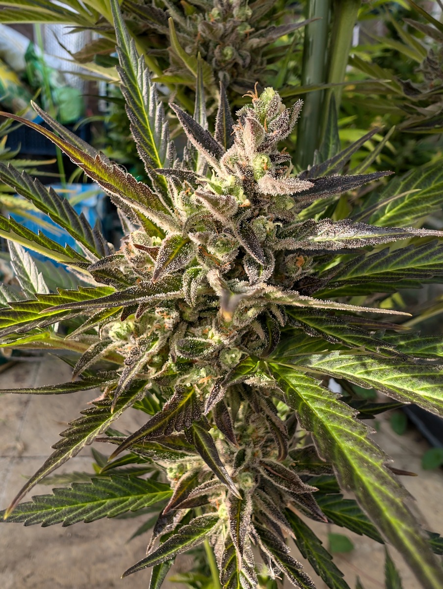 In the Garden/Greenhouse 2024 - Page 19 - Growing Under Glass - UK420