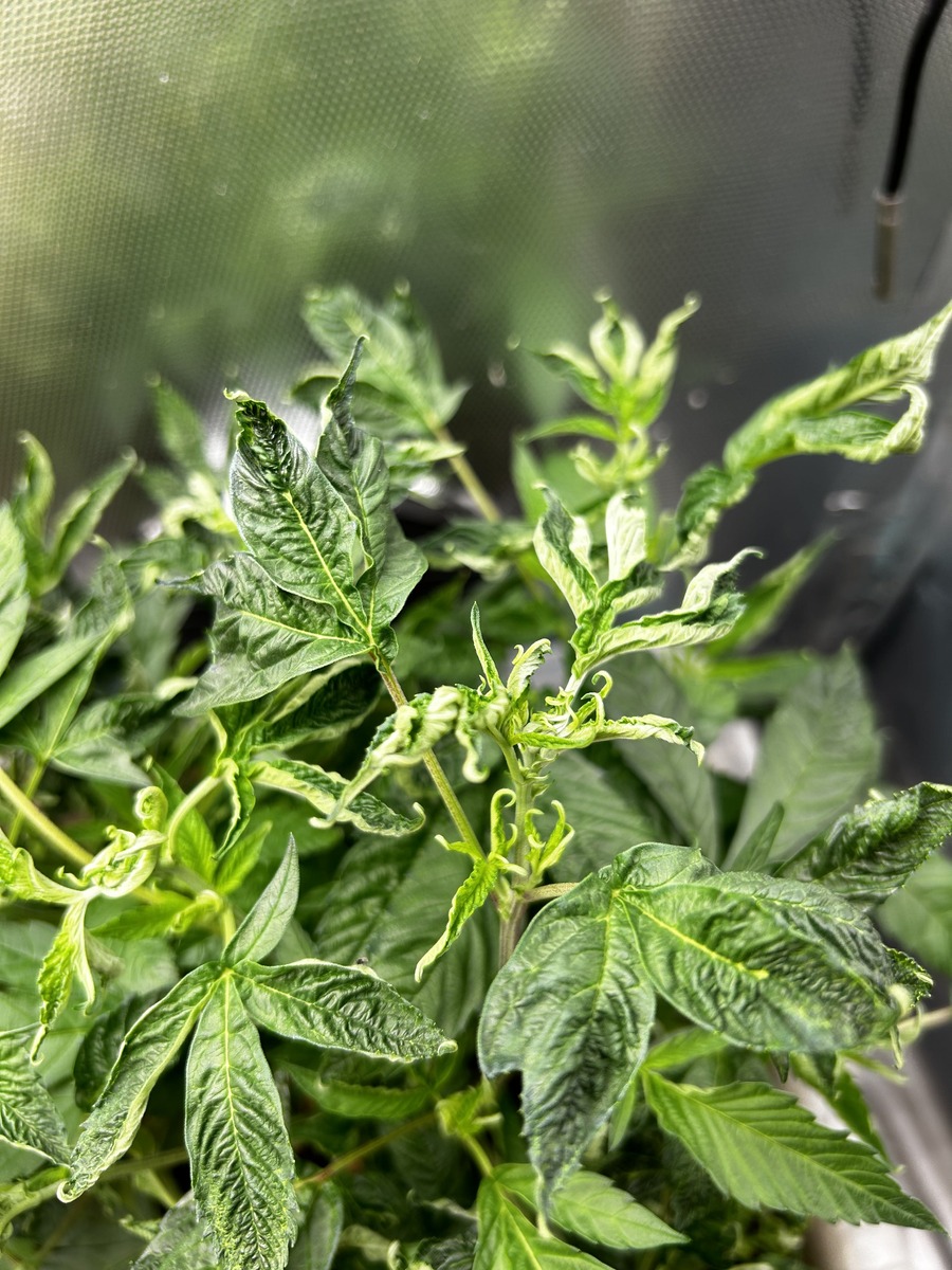 Curling growth with Irregular leaf patterns - Sick Plants - UK420