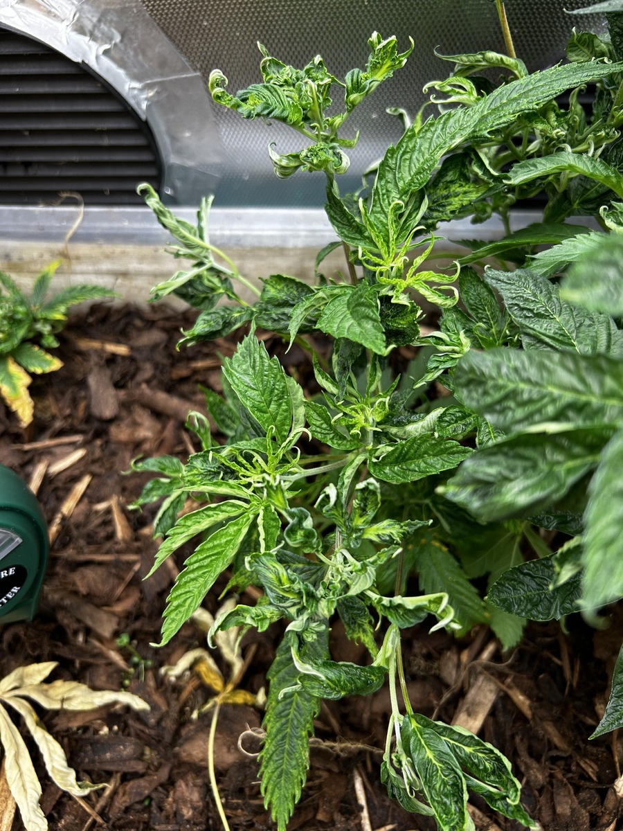 Curling growth with Irregular leaf patterns - Sick Plants - UK420