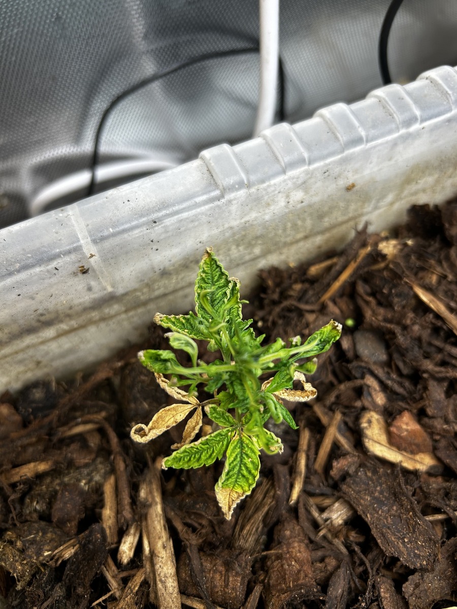 Curling growth with Irregular leaf patterns - Sick Plants - UK420