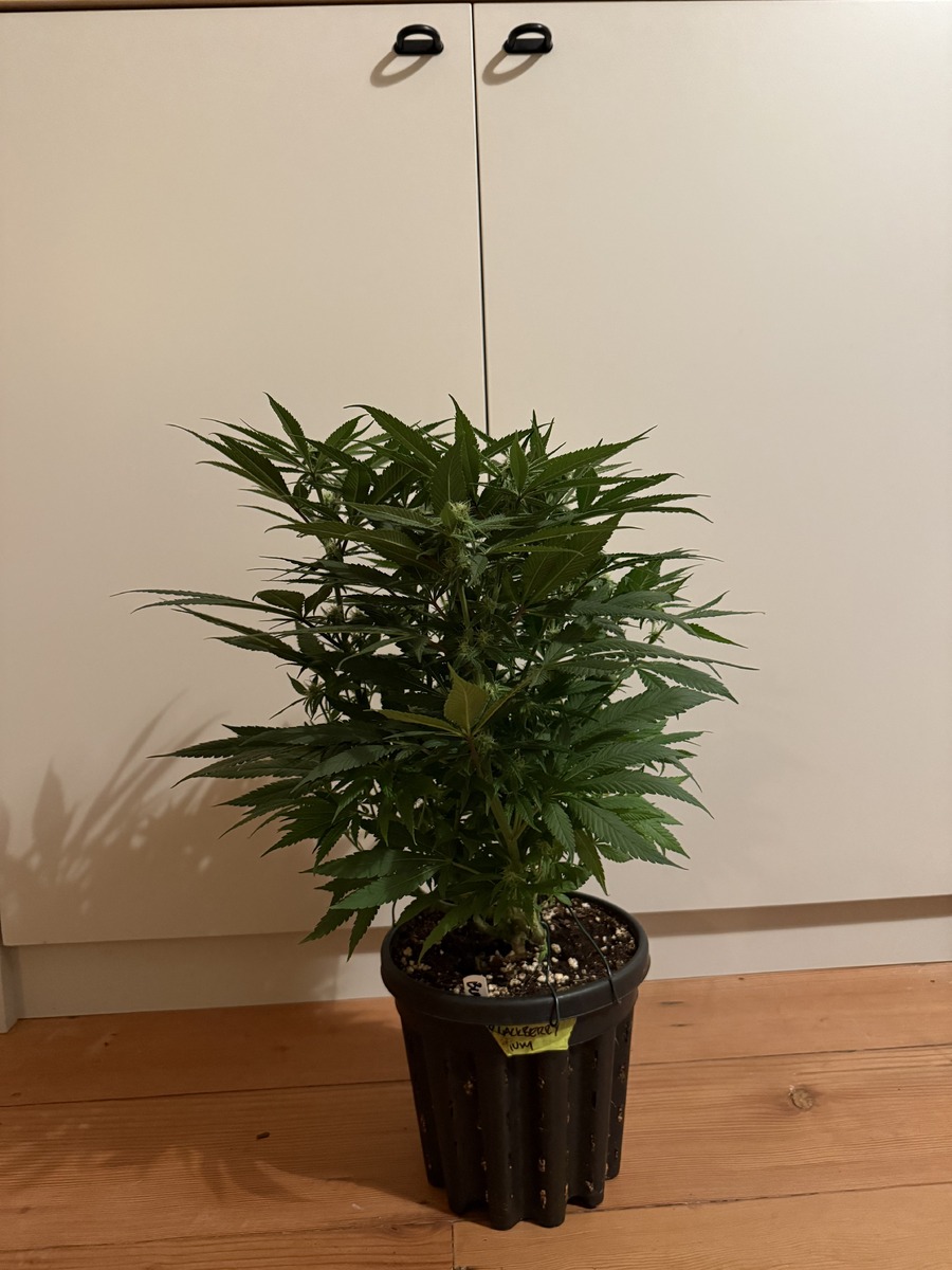 Panty Punch Structure - Strain Talk - UK420