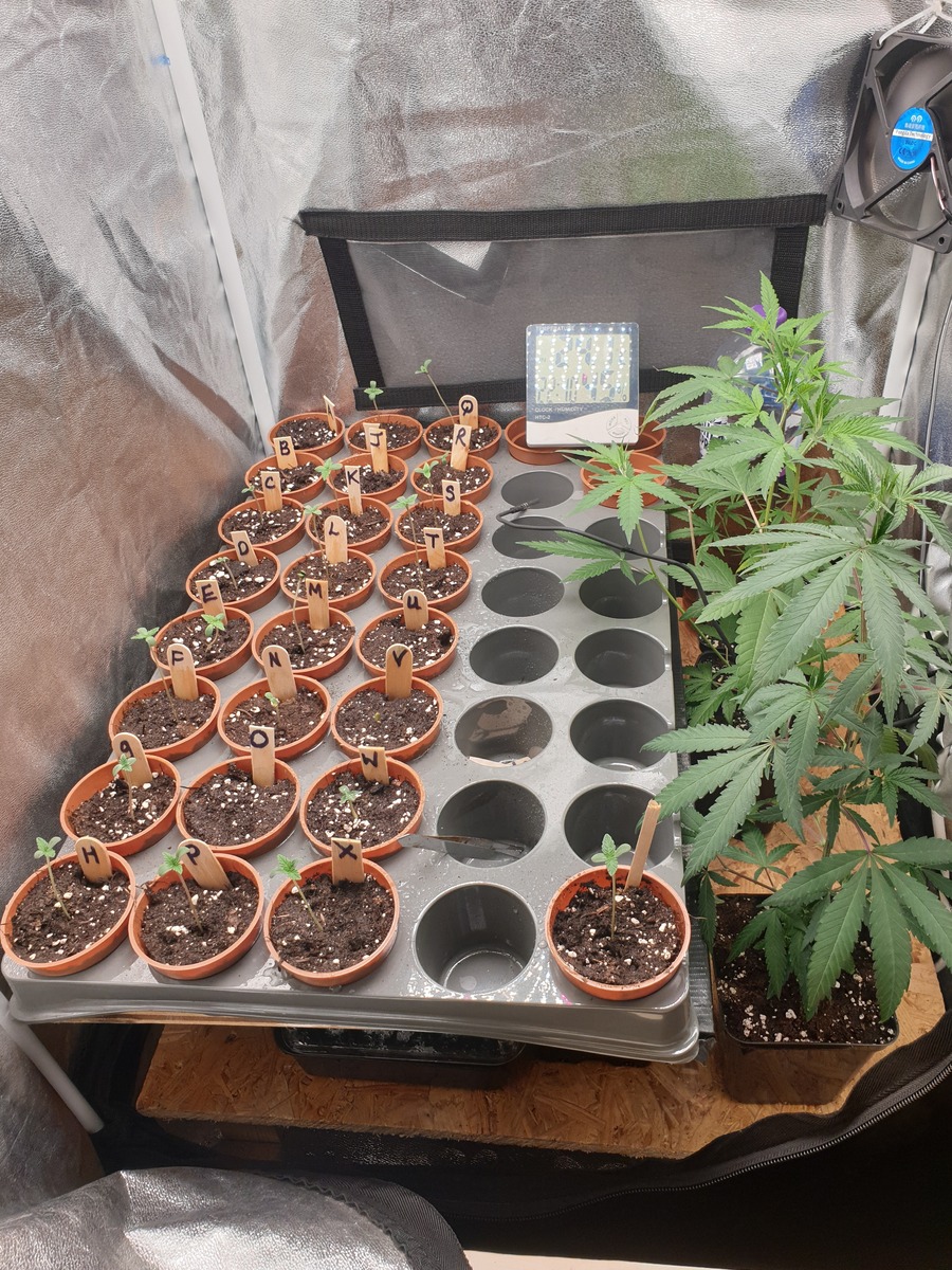 Revives funky skunky summer of fun - Page 13 - Guerrilla Growing - UK420