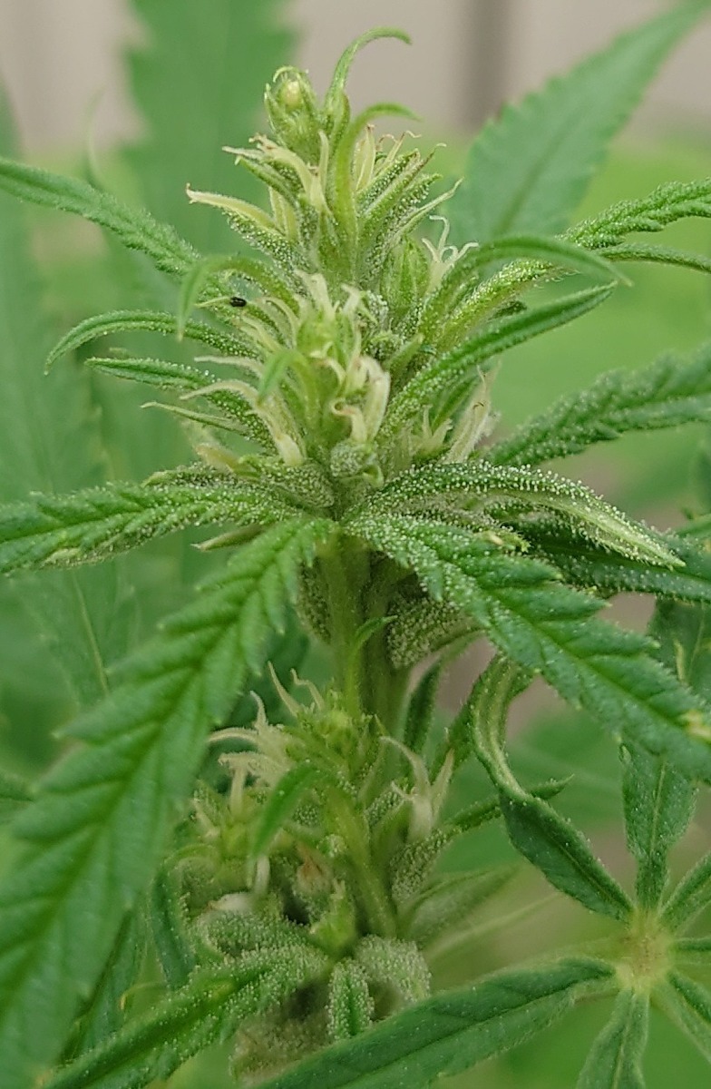 Can Someone tell me what is going on with these autos - Auto Flowering ...