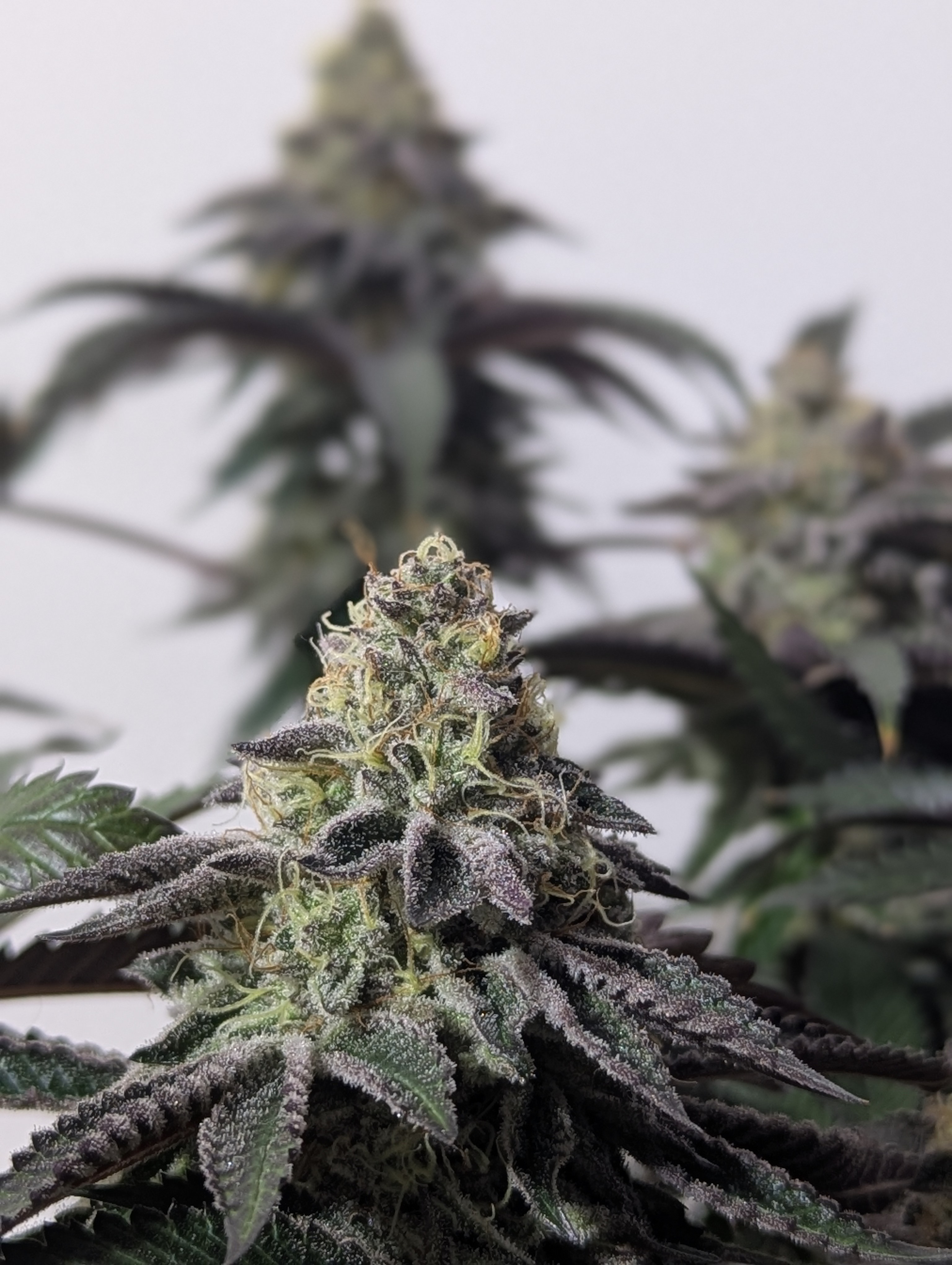 Just shared some final-week shots of Jungle Lava — and wow, this strain ...