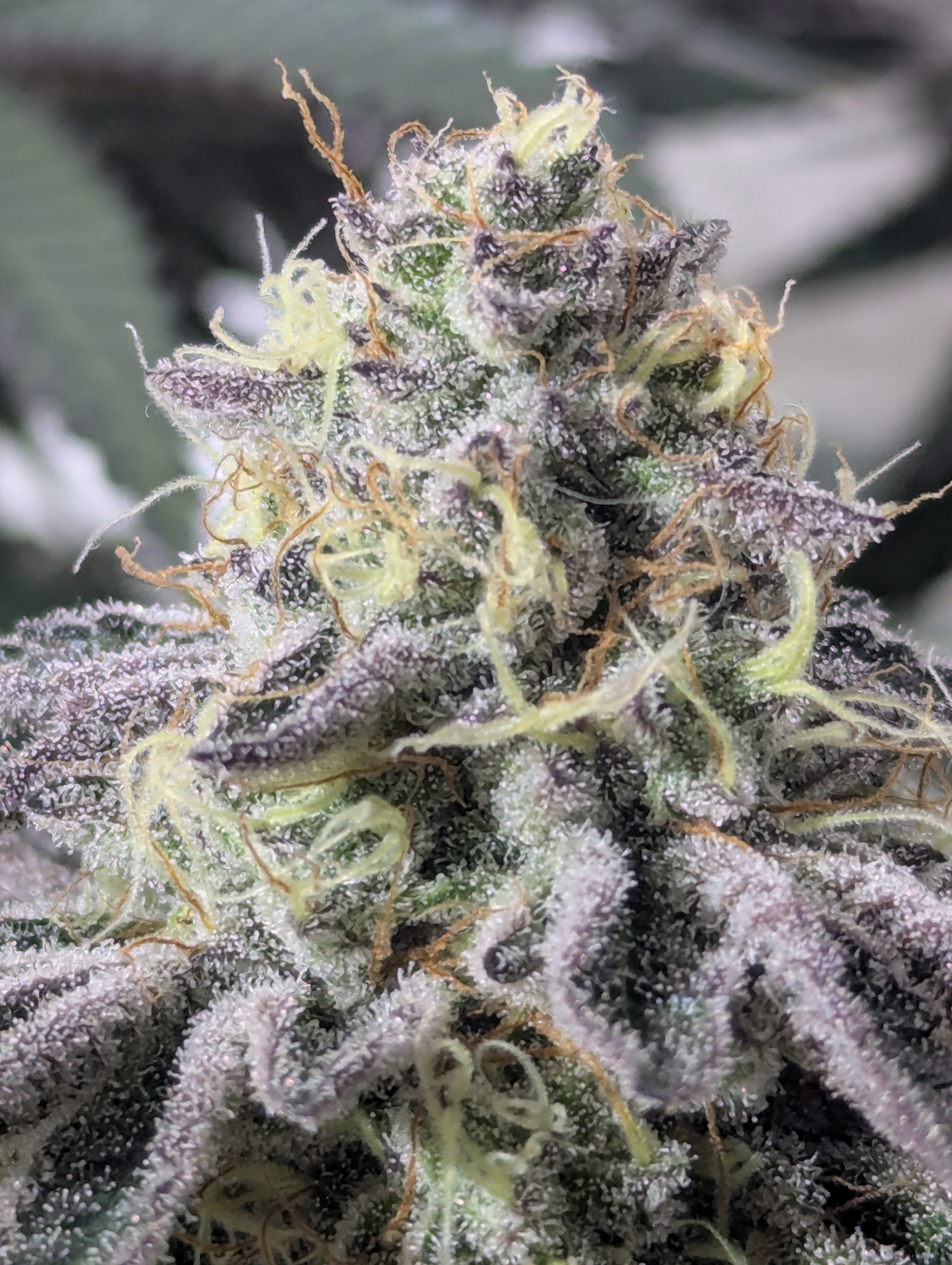 Just shared some final-week shots of Jungle Lava — and wow, this strain ...