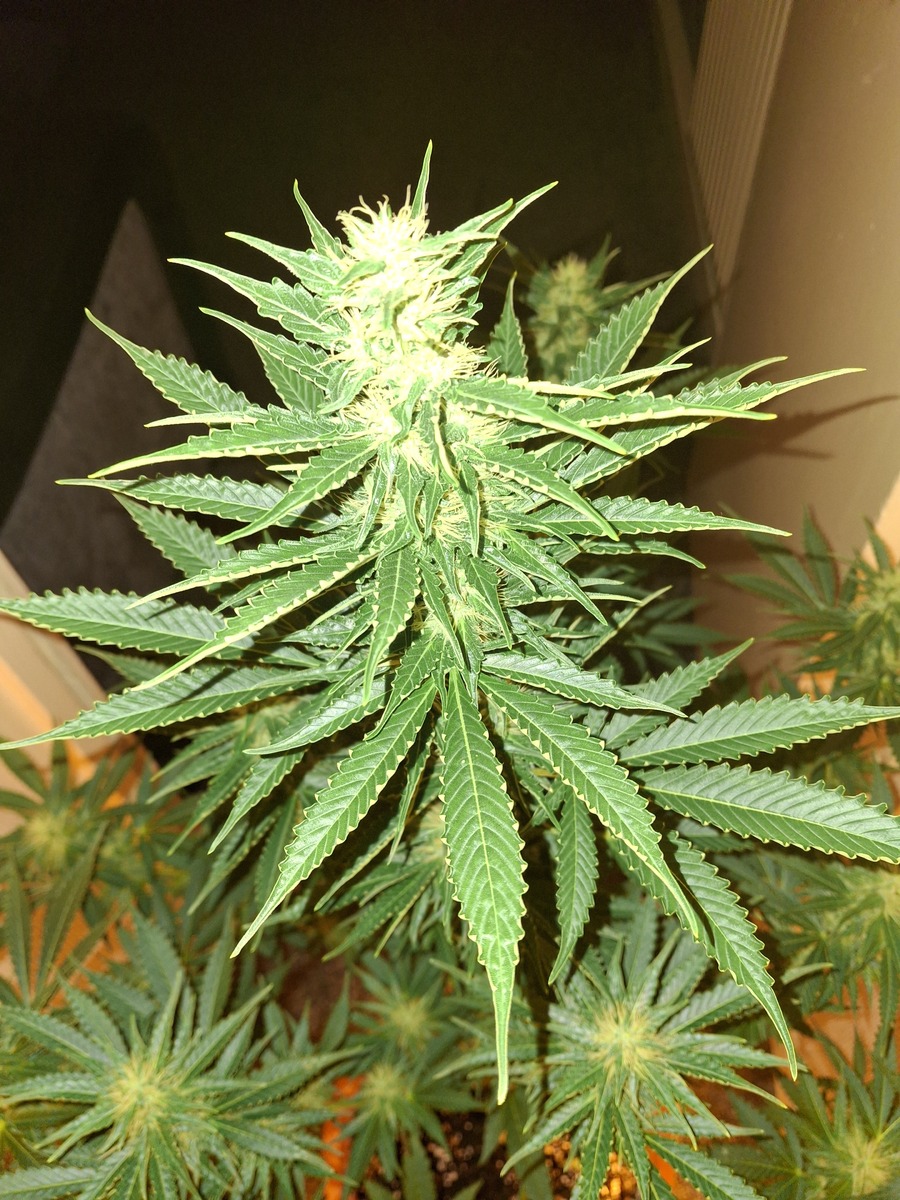 Leaf clawing....will they recover? - Sick Plants - UK420