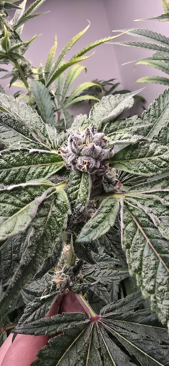 Do these look ok - General Growing Questions - UK420
