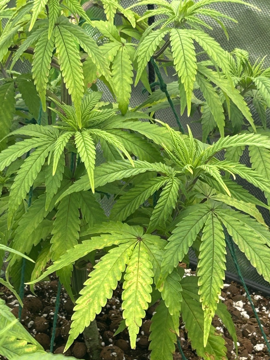 Water issues Pale Plants - General Growing Questions - UK420