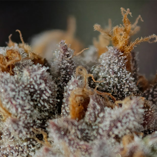 Week 7 flowering - Banana Fumes - This one really stands out ...
