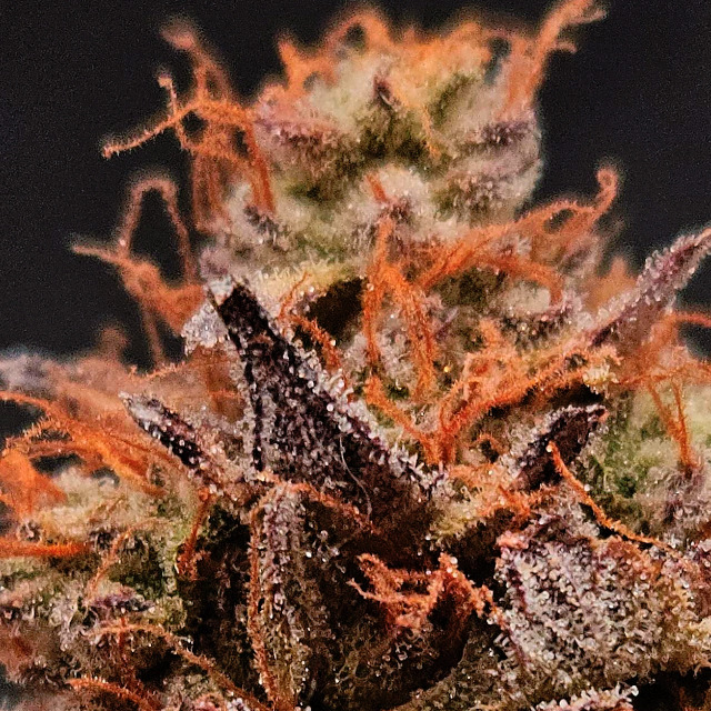 Stunning Purple Punch Cookies – Gorgeous Foliage and Crystal Coating ...