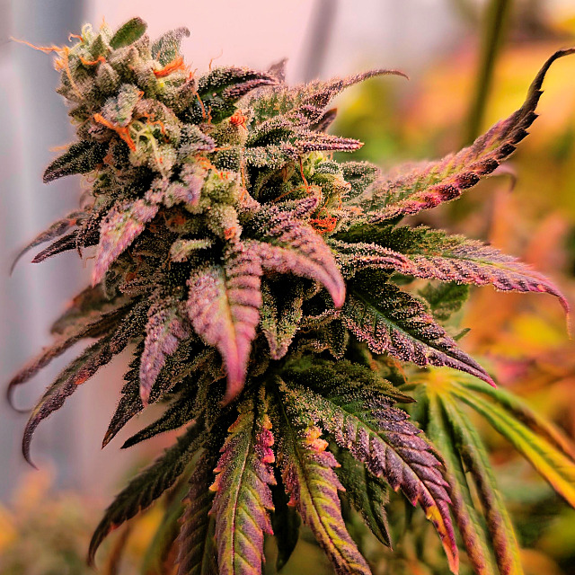 Stunning Purple Punch Cookies – Gorgeous Foliage and Crystal Coating ...