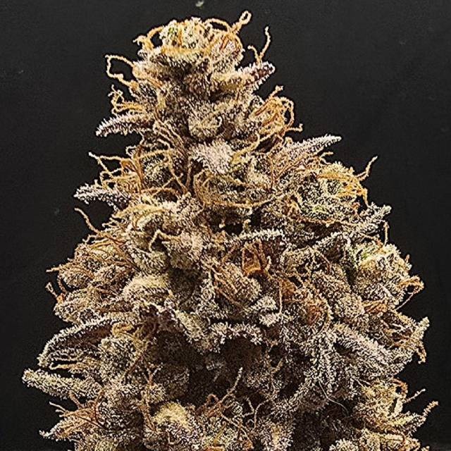 Stunning Purple Punch Cookies – Gorgeous Foliage and Crystal Coating ...