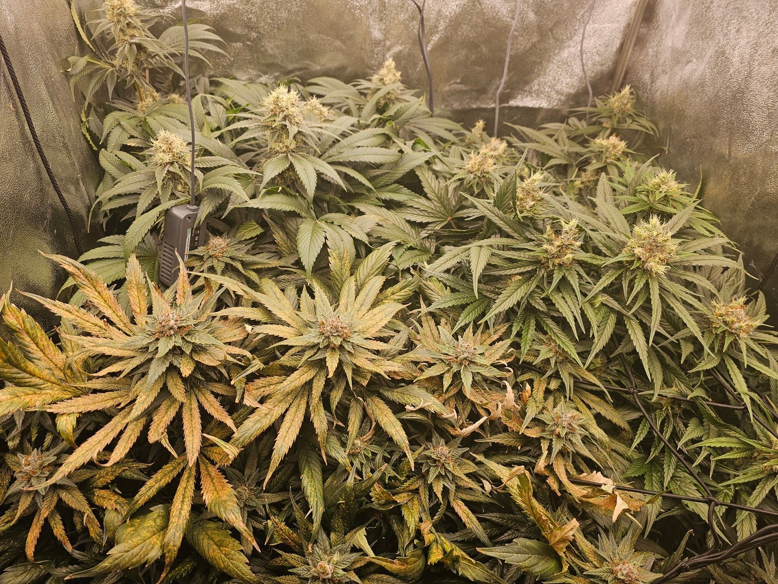issues with one of 3 plants - Sick Plants - UK420