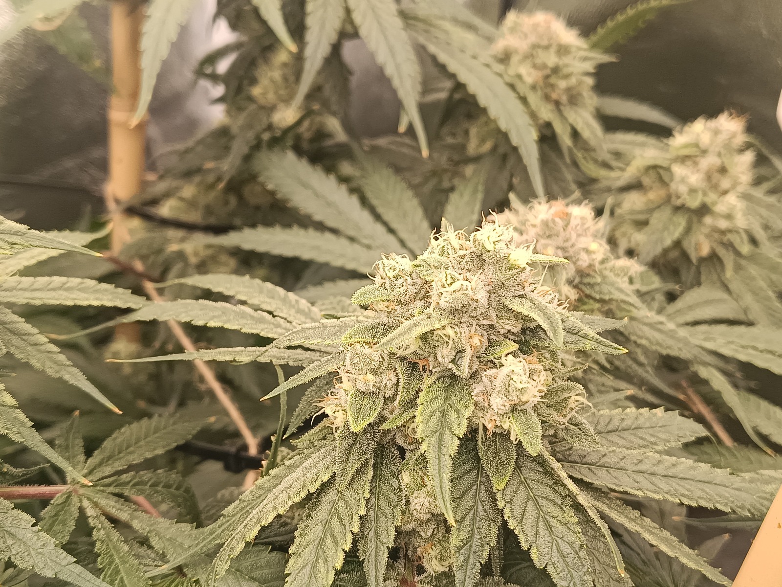 HPS Vs LED, the current state of affairs... - Lighting - UK420