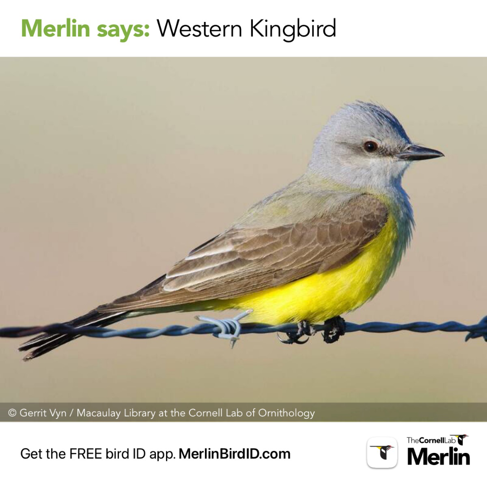 Yellow Belly Bird - Houston and the Environment - HAIF The Houston Area ...