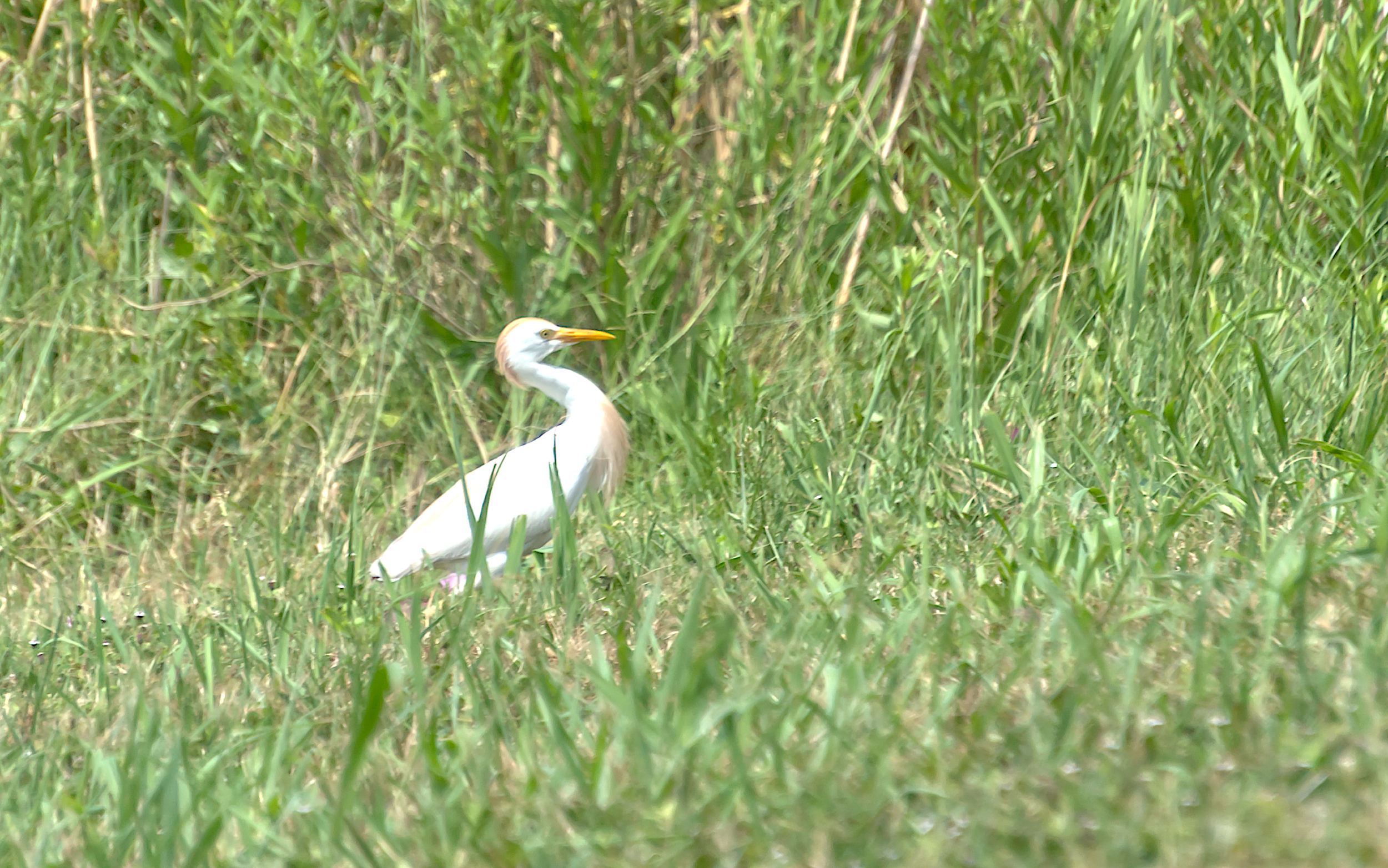 Nungaray NWR (Formerly Anahuac National Wildlife Refuge) - Points East ...