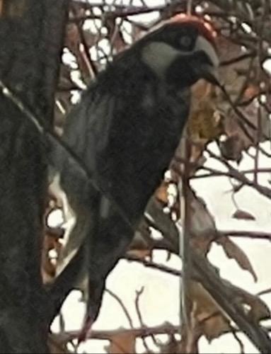 Explicit content warning: I'm so sorry Raven! - Loss of a Pet ...