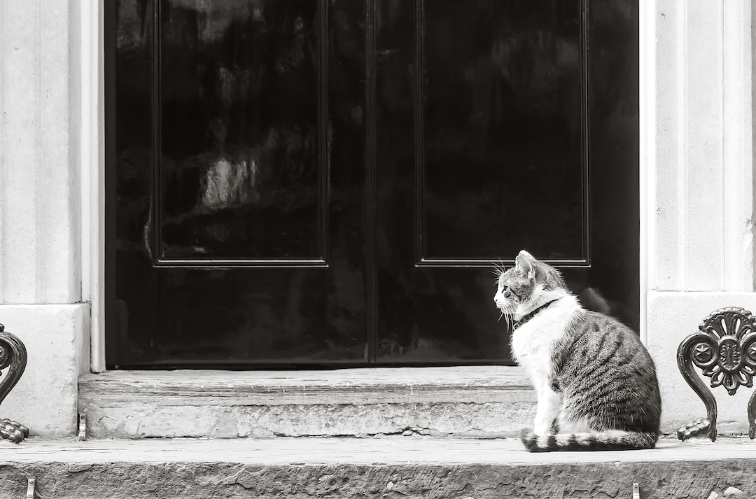 Downing Street makes plans for what happens when 'chief mouser' Larry ...