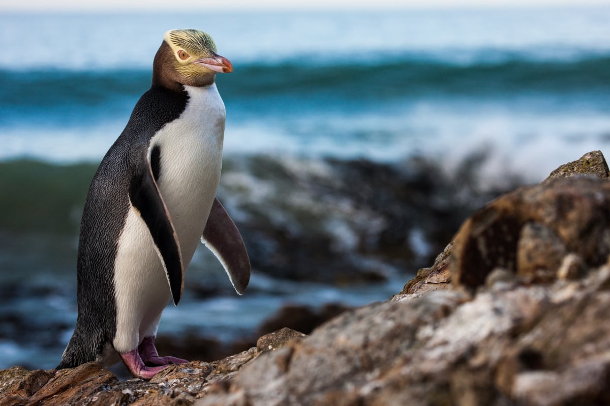 Endangered hoiho, or yellow-eyed penguin, claims New Zealand's Bird of ...