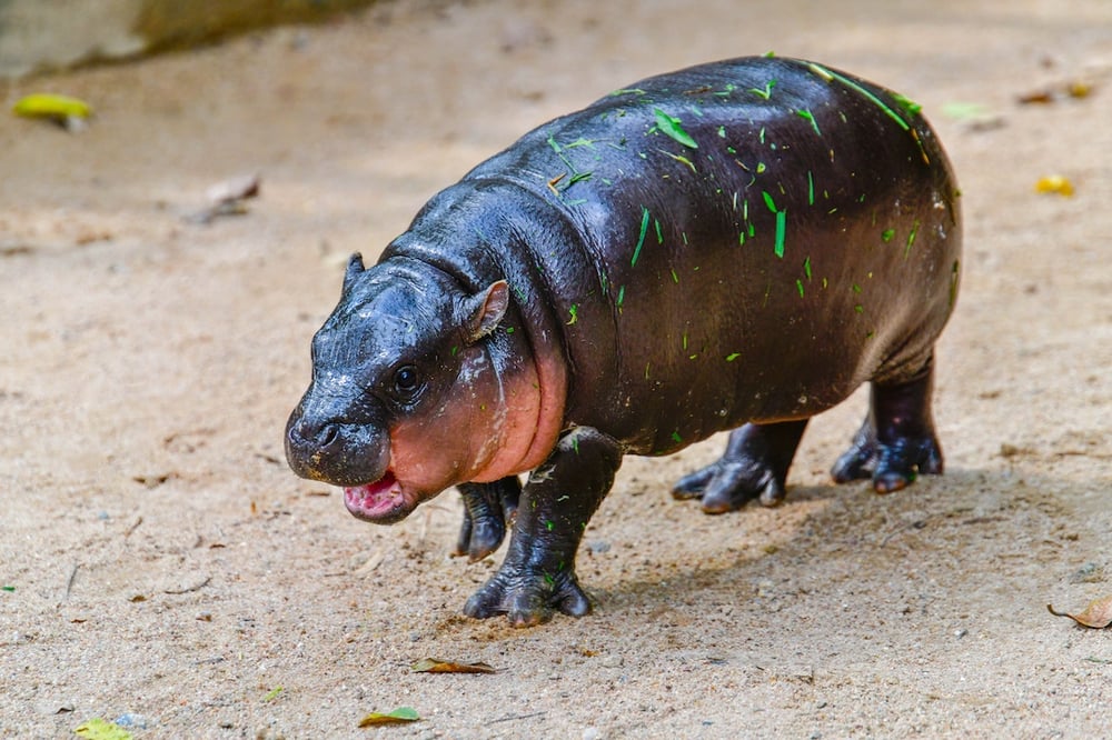 Moo Deng the baby pygmy hippo gets an official logo as her zoo fends ...