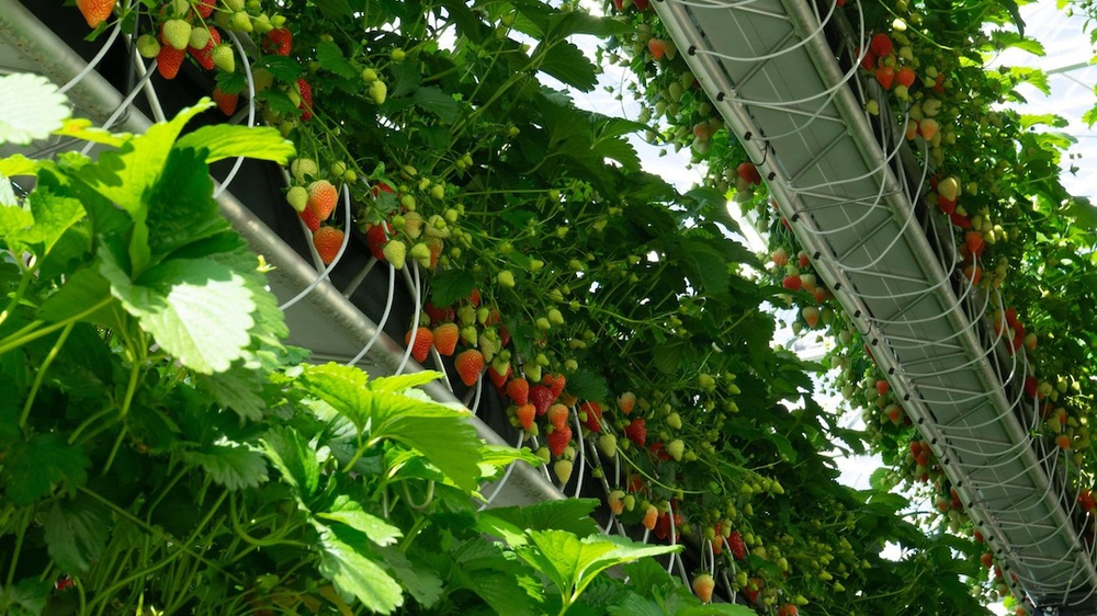 Dyson is growing fresh strawberries all year round in Ferris wheel ...