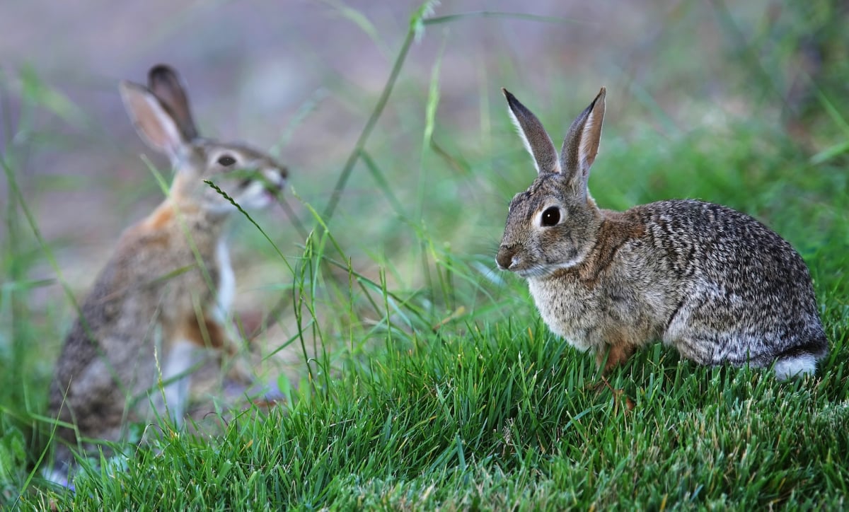 A virus is turning Colorado's rabbits into real-life jackalopes with ...