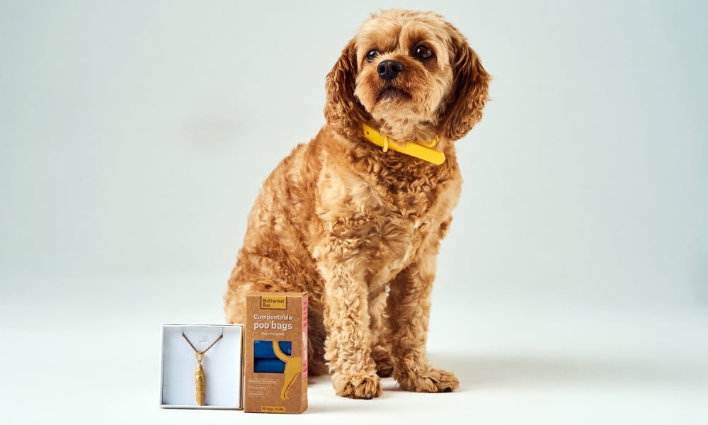 Real dog poo preserved in $12,000 gold pendant—a luxe tribute to canine ...