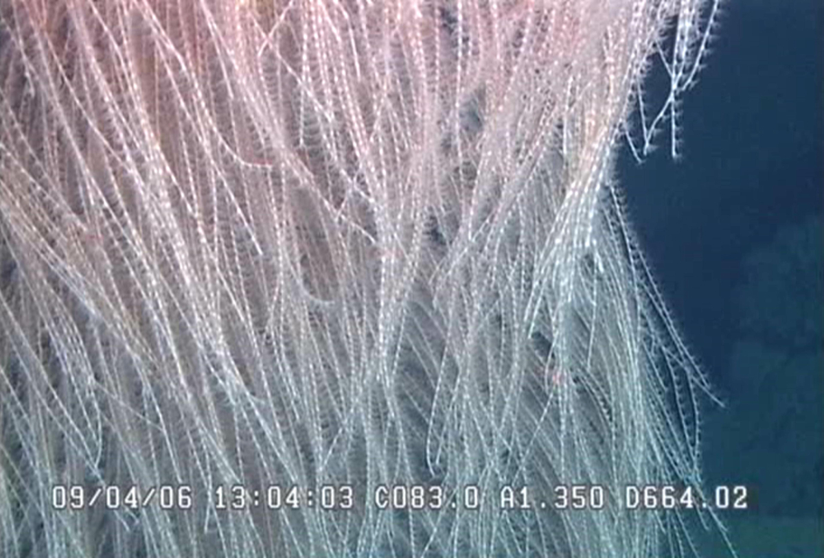 'Star Wars' goes underwater: new deep-sea coral species gets its name ...