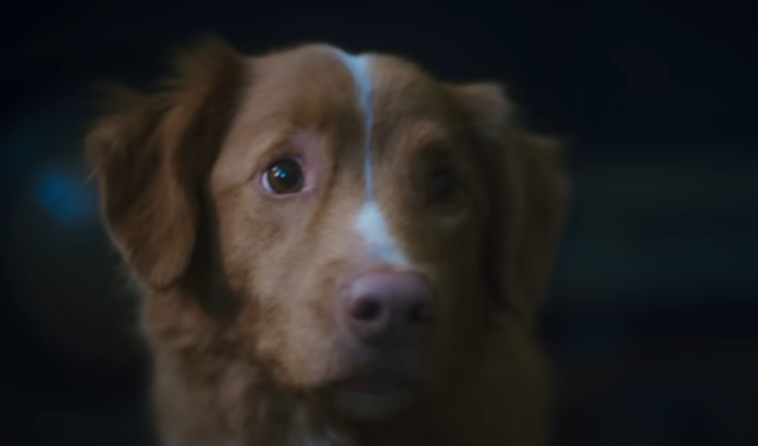 Indy the dog fetches 'Best Performance' award for horror or thriller as ...