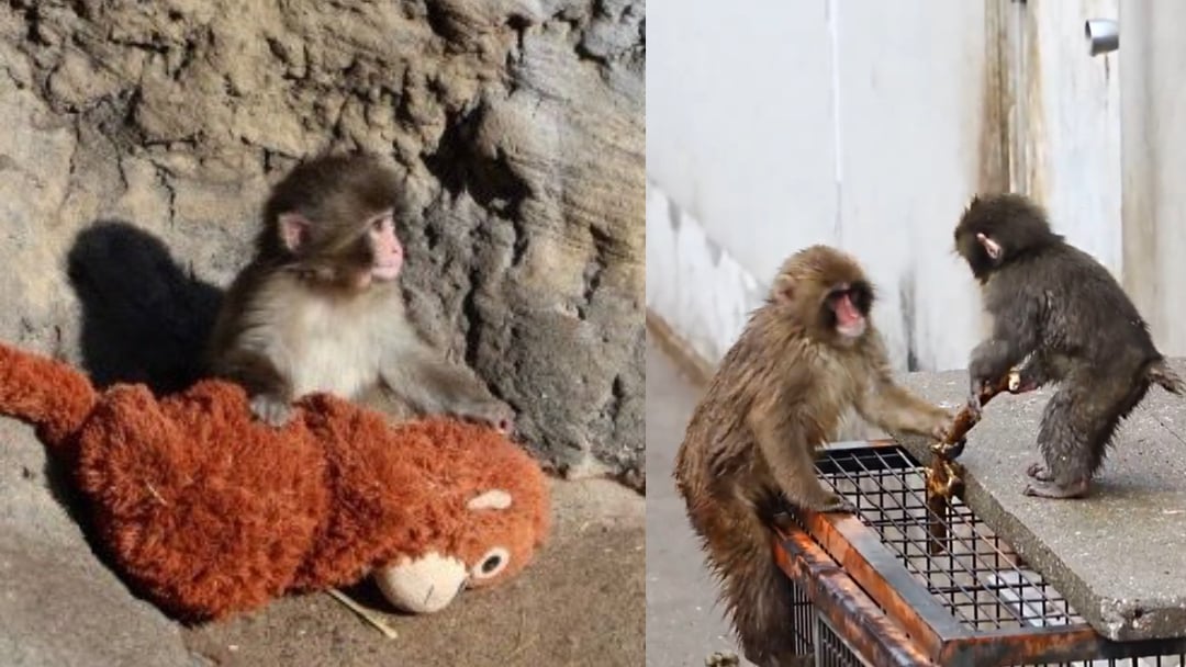 PETA condemns 'cute' label tied to Punch the baby monkey - What’s Hot ...