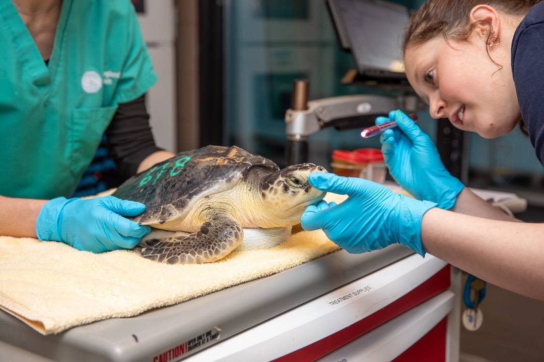 Rescued sea turtles are named after 'Helvetica' and other fonts while ...