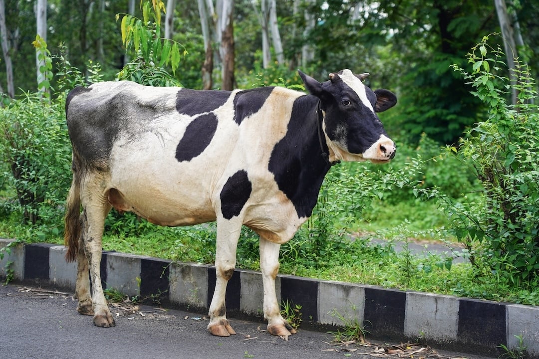 Google Maps famously blurred out a cow’s face, and the internet is ever ...