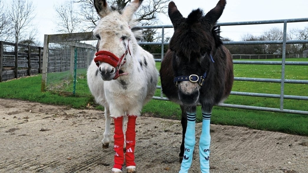 Arsenal FC sends socks to donkeys & horses for a hoof-approved new ...