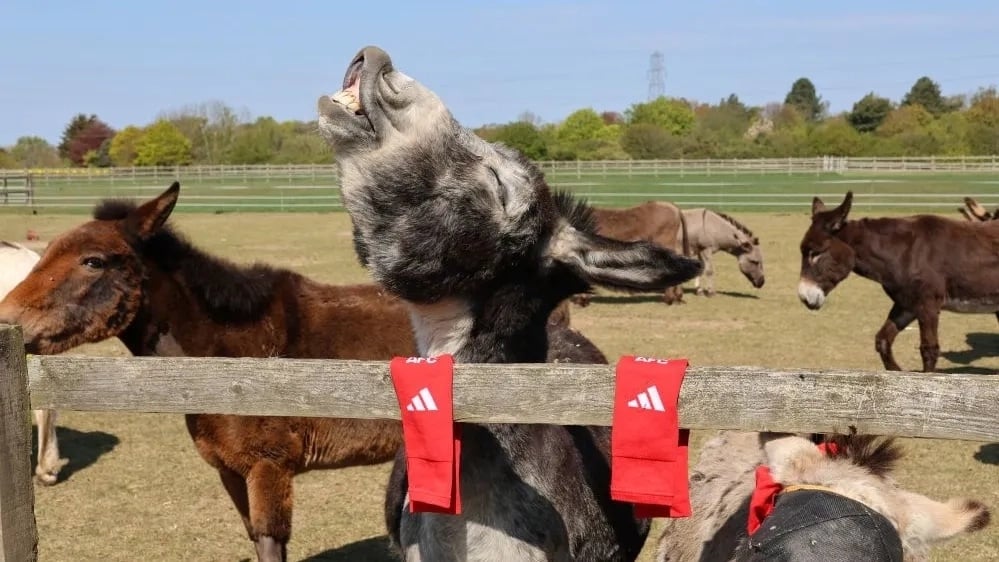 Arsenal FC sends socks to donkeys & horses for a hoof-approved new ...