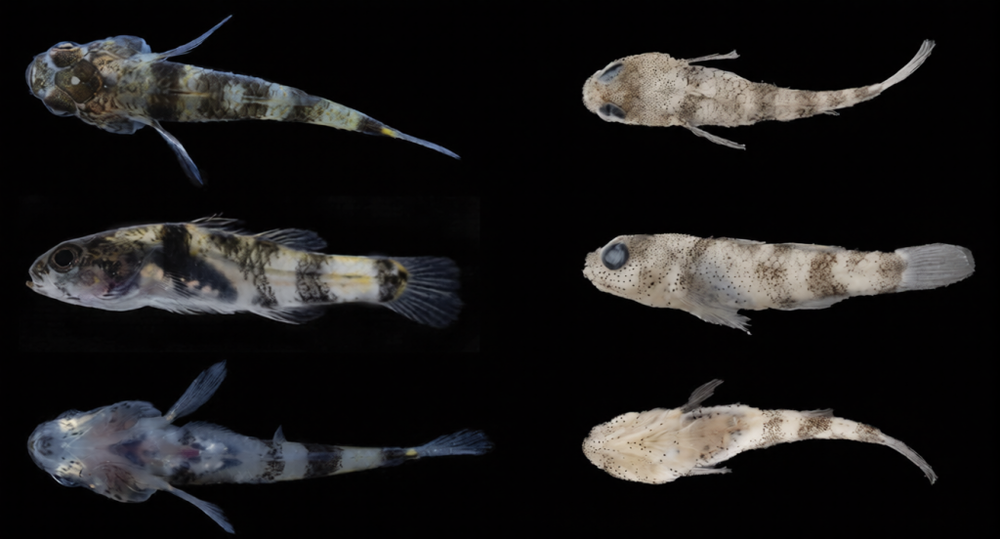 BLACKPINK’s Jennie inspires scientists to name new fish species ...