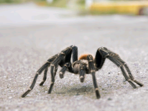 Mr.Spider stage - Stages - AK1 MUGEN Community
